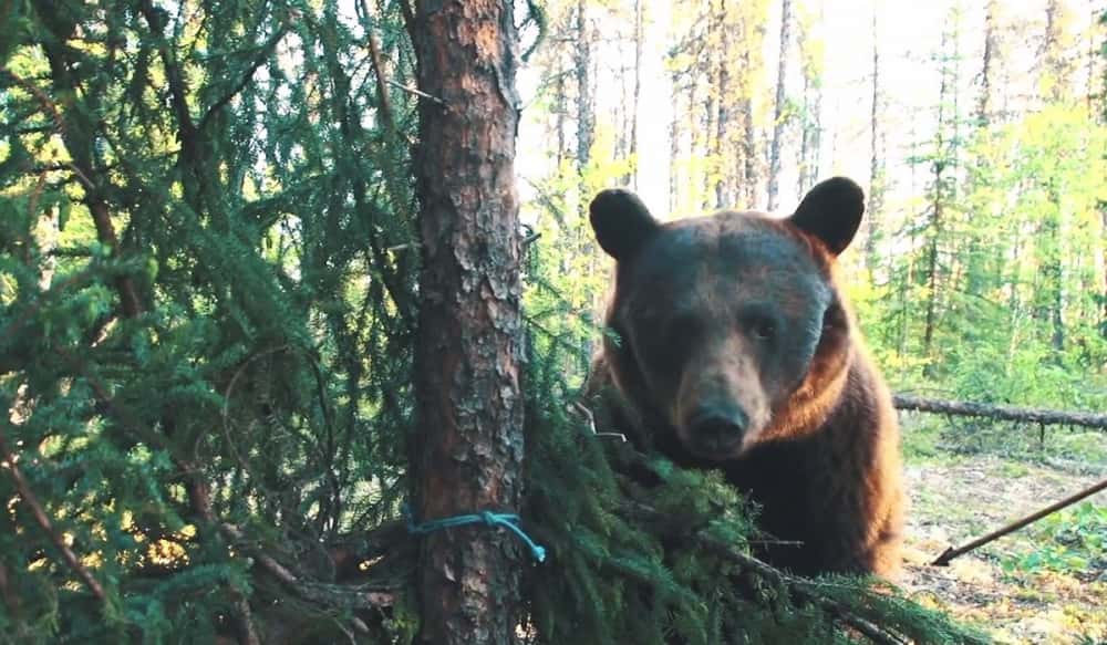 Video: Huge Color Phase Bear Nearly Climbs in the Blind with Clay ...