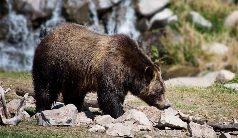 The First Grizzly Bear Hunt in the Lower 48 in Over 40 Years Could ...