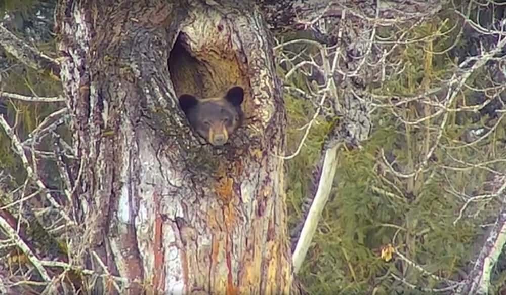 Glacier National Park Webcam Captures Sleepy Bear Waking From ...