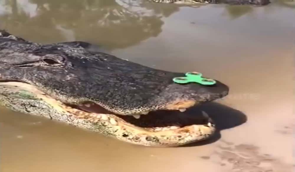 Video: 14-Foot-Alligator Mesmerized by Fidget Spinner | OutdoorHub