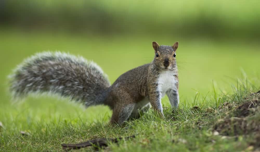 Recycle Squirrel Tails with the Mepps Squirrel Tail Program | OutdoorHub