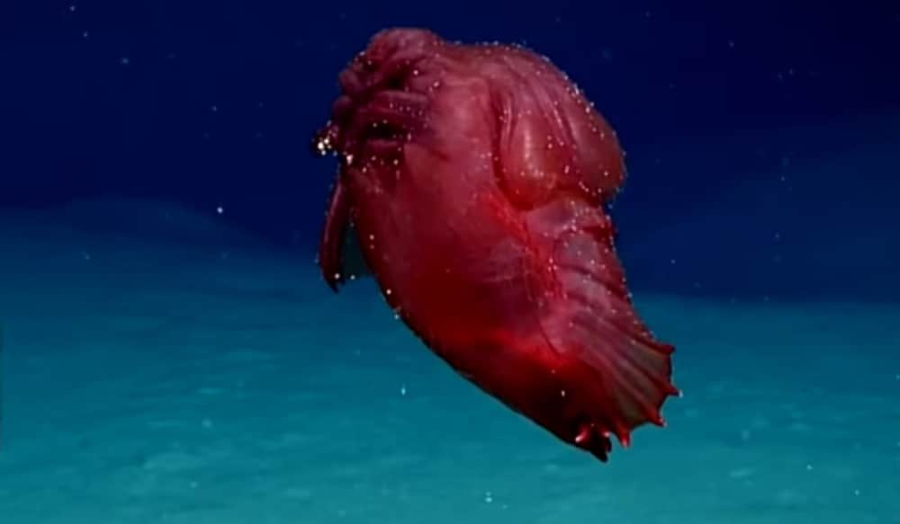 Enypniastes Eximia: The Deep Sea Creature Being Called a 'Headless ...