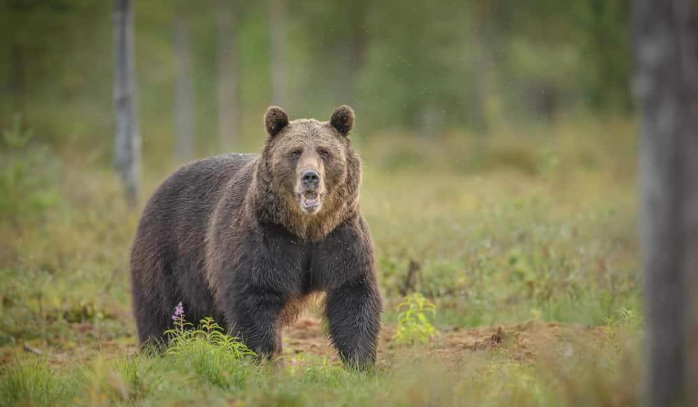 Watch Out Elk Hunters, Study Shows Grizzly Bears Follow You. . . A Lot ...
