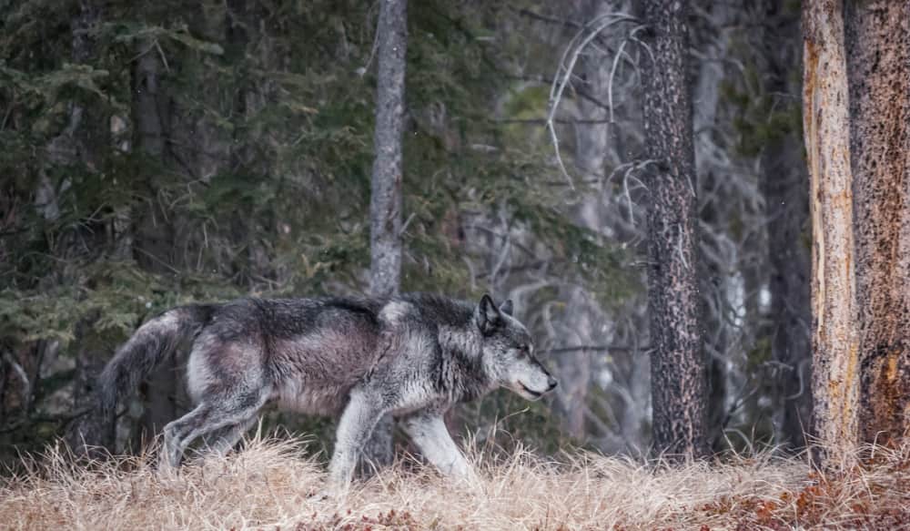 'Like a Horror Movie': Family of 4 Recounts Savage Wolf Attack in Banff ...