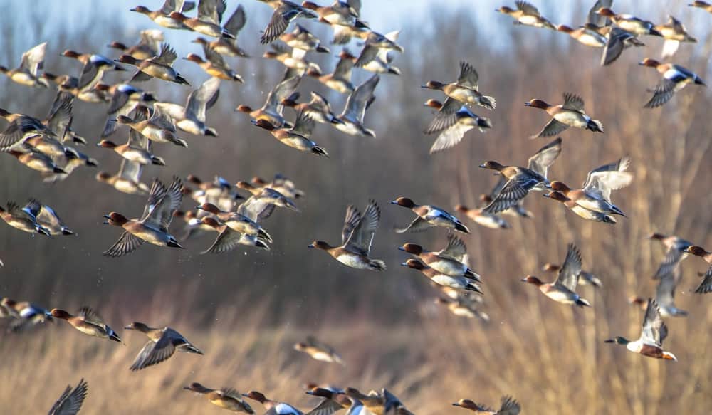 Saskatchewan - Where the Waterfowl Migration Begins | OutdoorHub