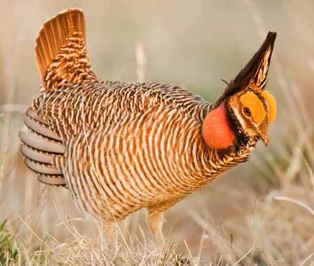 Survey Efforts Planned for Oklahoma's Lesser Prairie Chicken | OutdoorHub