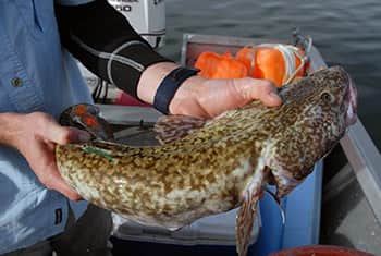 Learning More About Utah Burbot | OutdoorHub