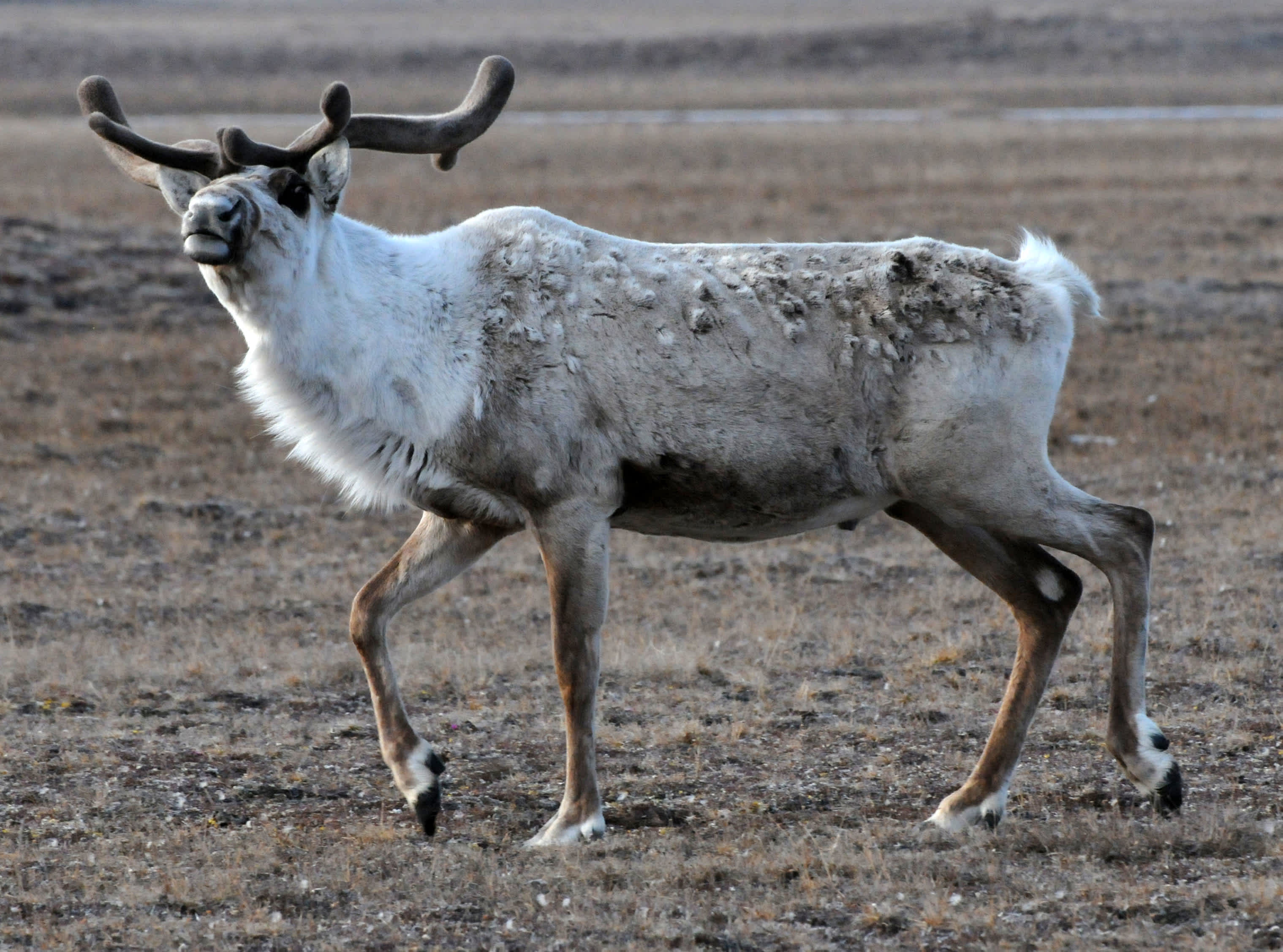 US Plan Protects Arctic Wetlands & Corridors for Caribou & Birds ...