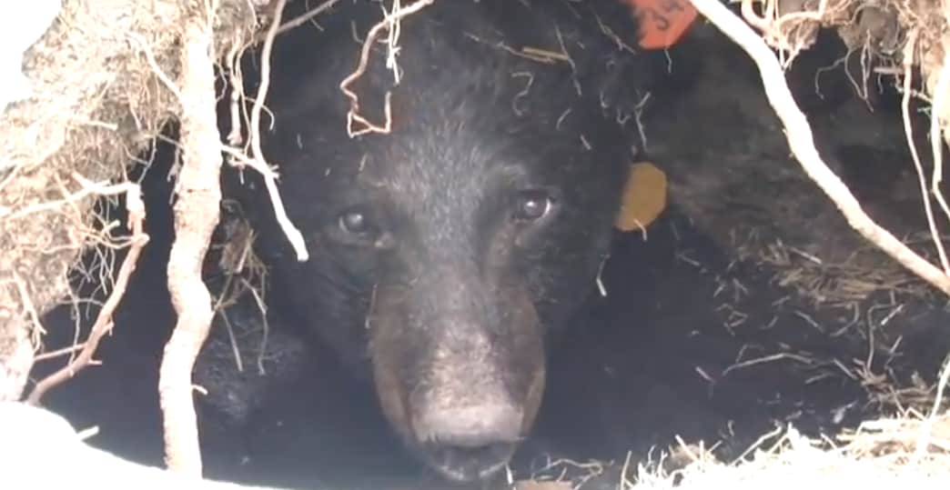 Minnesota Home to World’s Oldest Wild Bear | OutdoorHub