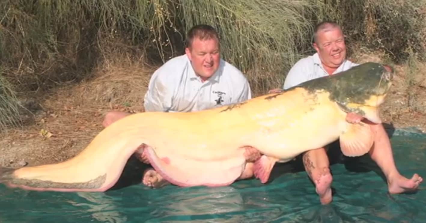 Potential World Record Albino Wels Catfish Recorded in Spain | OutdoorHub