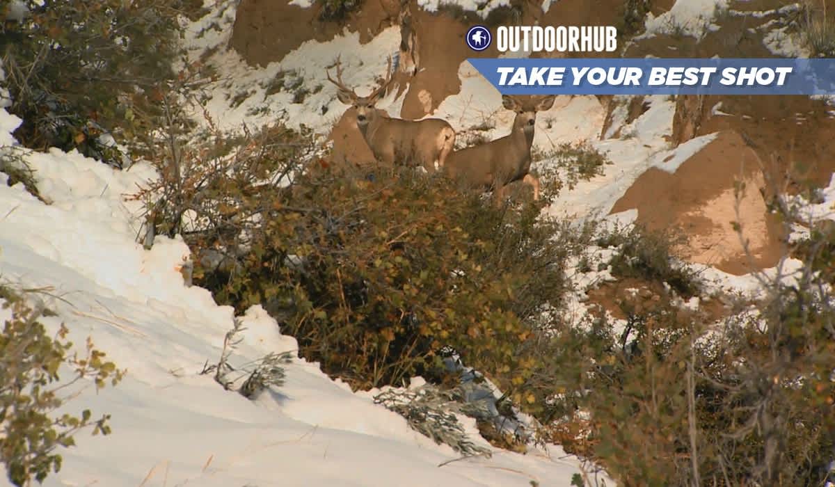 Video Special, Tuesday’s Take Your Best Shot: Rifle Mule Deer | OutdoorHub