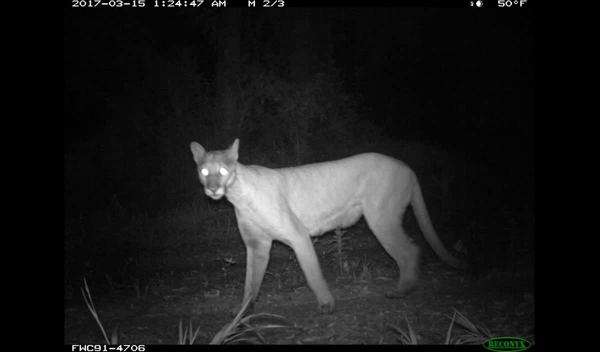 Florida Panther Population Continues to Expand | OutdoorHub
