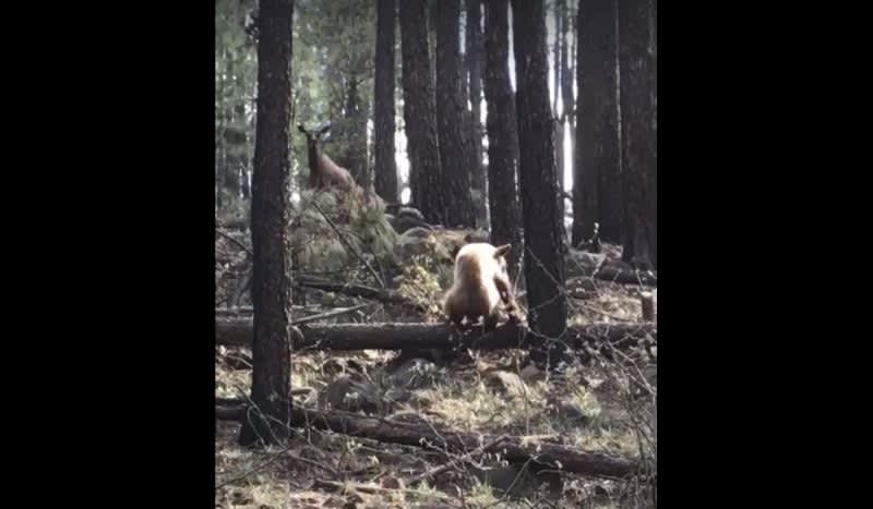 Video: Bear Cub Attacks Elk Calf, Mom Saves the Day | OutdoorHub