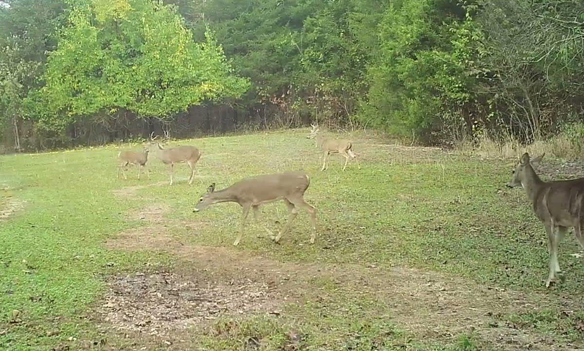 Whitetail Wednesday: 4 Rattling Techniques Tested | OutdoorHub