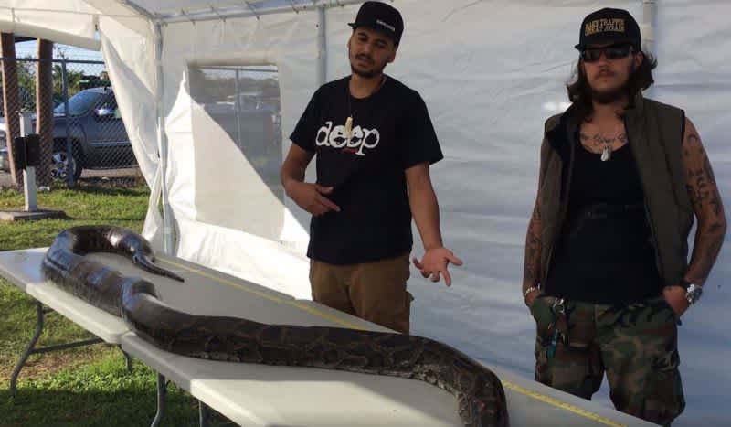 Video: Hunter Kills 17-Foot Burmese Python in South Florida Everglades ...