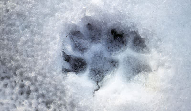 Volunteer Carnivore Trackers Needed in Wisconsin | OutdoorHub