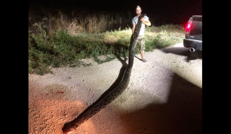 Florida Man's Record-Setting Burmese Python Catch Came With Bite Marks ...