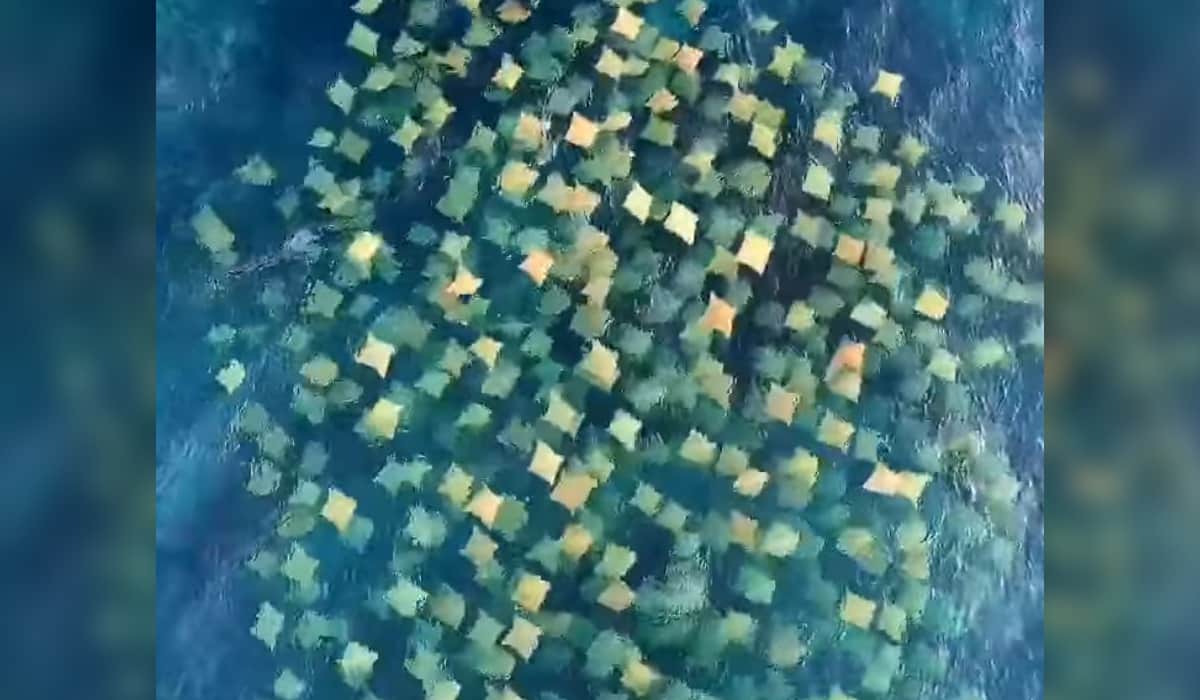 Drone Footage Captures Massive School of Cownose Rays Off Australia's ...