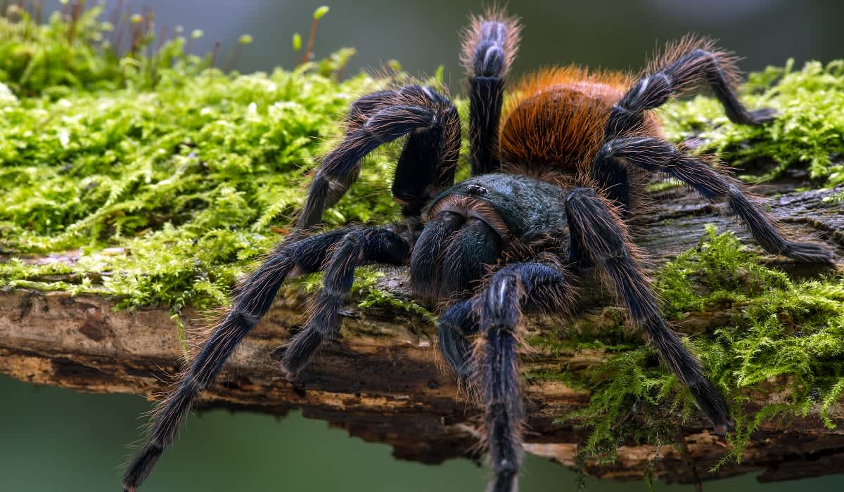 You May Want to Rethink Summer After Watching This Tarantula Swim ...