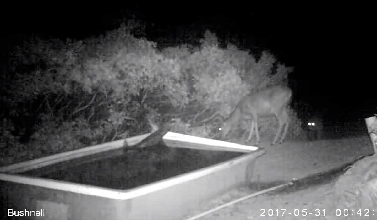 Bounding Mountain Lion Takes Blacktail Deer to the Ground | OutdoorHub