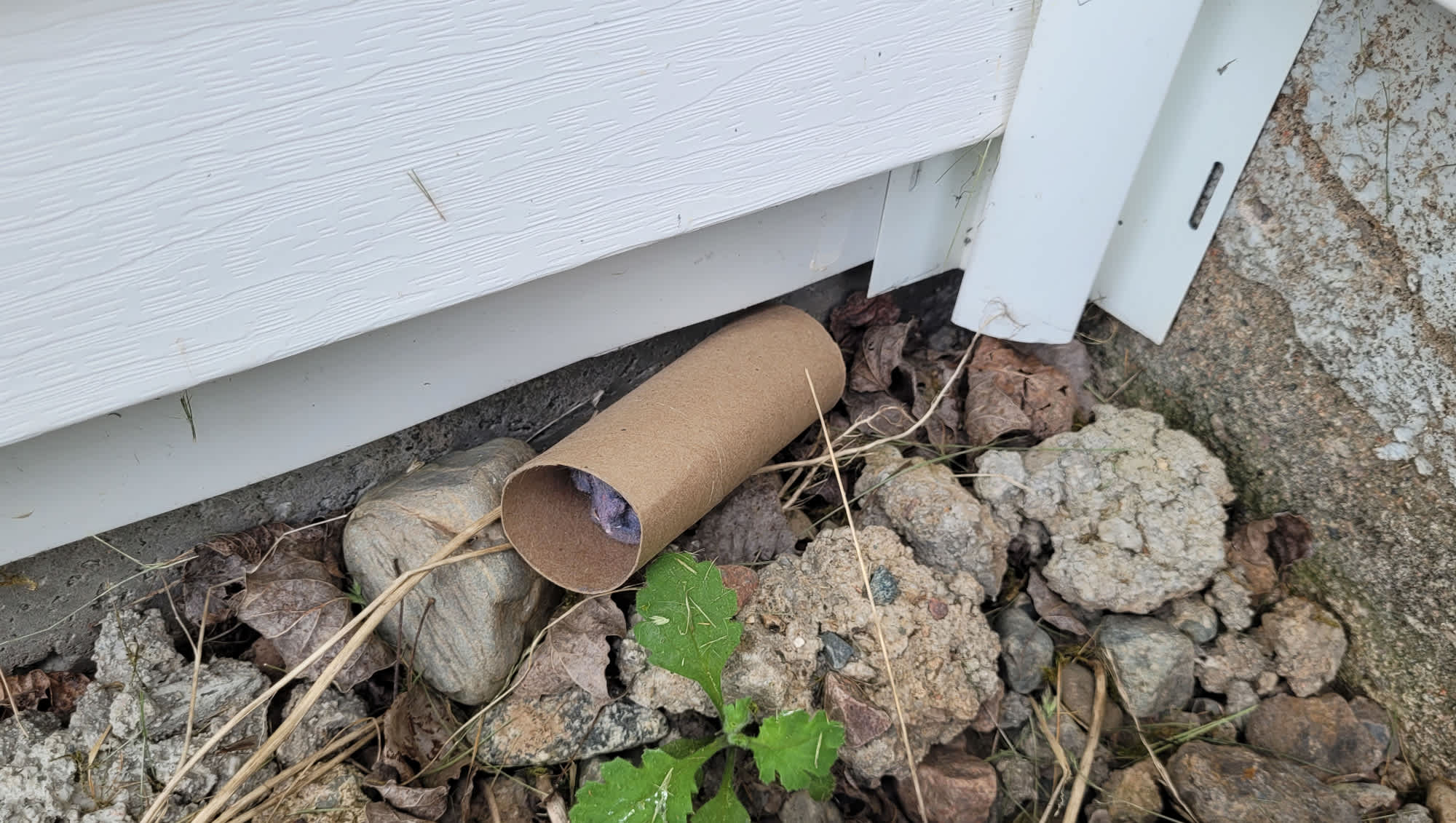 How To Protect Your Property With DIY Tick Tubes - WildscapeOutfitters