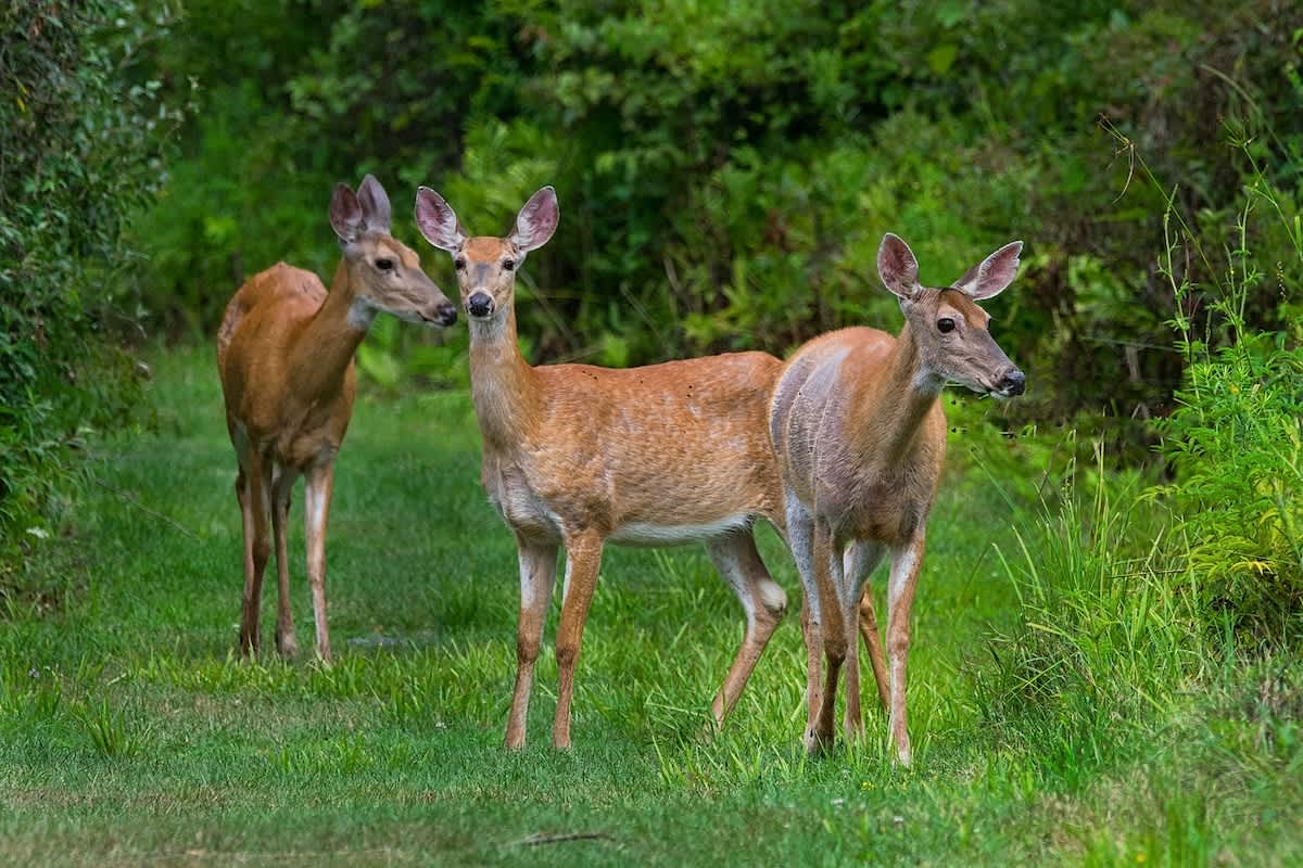 New York Expands Deer Hunting Opportunities Across Multiple Regions ...