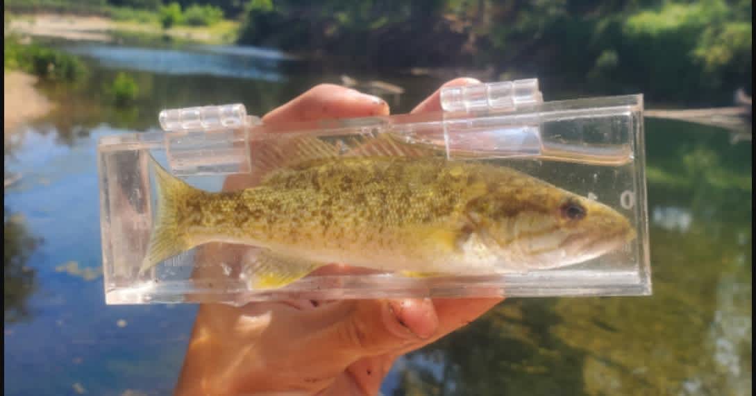 A Bass Unique to the Ozarks – The Neosho Bass | OutdoorHub