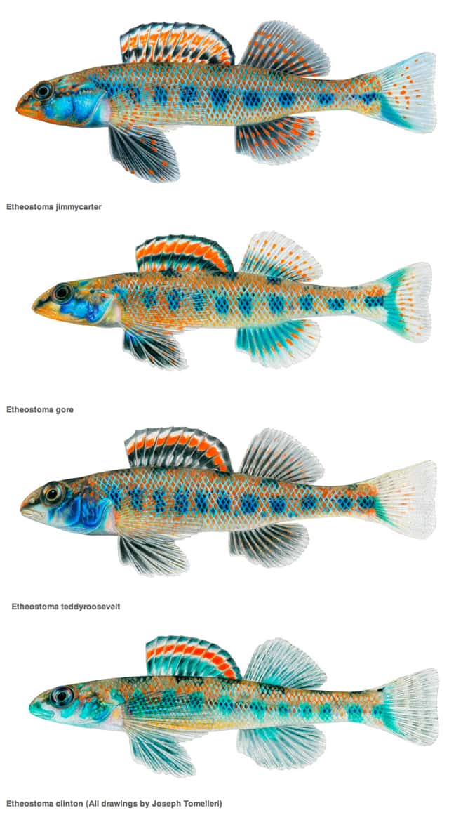 Scientists Name Newly-discovered Fish Species after Four U.S ...