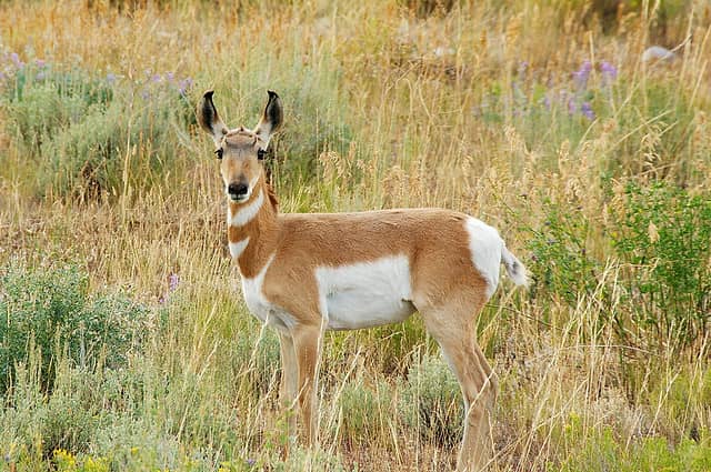 How To Use an Antelope Decoy | OutdoorHub