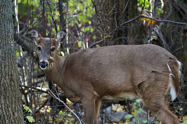 Camo Bait Corn Explained in Lone Star Outdoor News | OutdoorHub