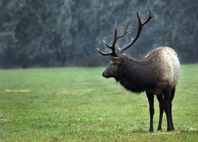 Tips for Field Judging Elk