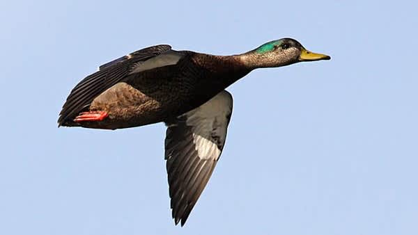 Winter Duck Hunting with Reelfoot Lake’s Billy Blakely: Part One ...