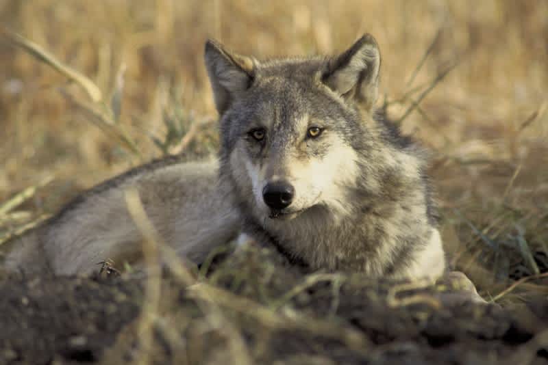Wolf OR7 Enters California | OutdoorHub