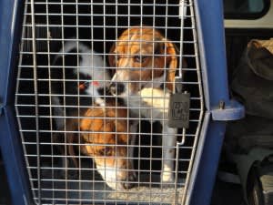 Winter Rabbit Hunting, Making the Most Out of Winter | OutdoorHub