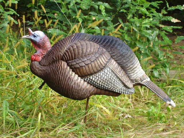 Bowling for Spring Gobblers: Strange Turkey Decoy Tactics | OutdoorHub