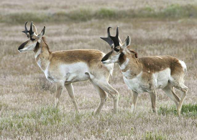 Pronghorn Field Care