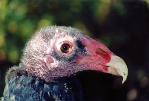 Watch Vultures Fly Away in Utah | OutdoorHub