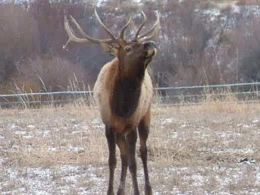 Utah's Hardware Ranch Elk Festival | OutdoorHub
