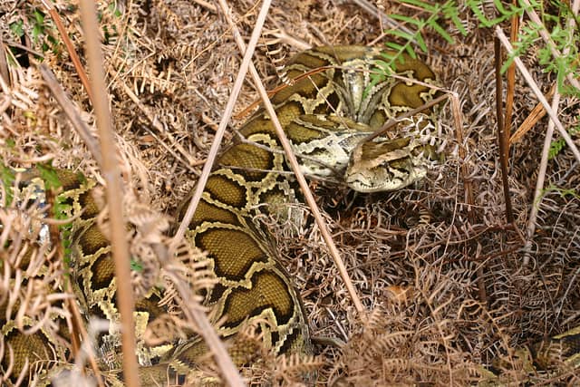 Florida's Burmese Python Hunt Contest Proving More Difficult Than ...