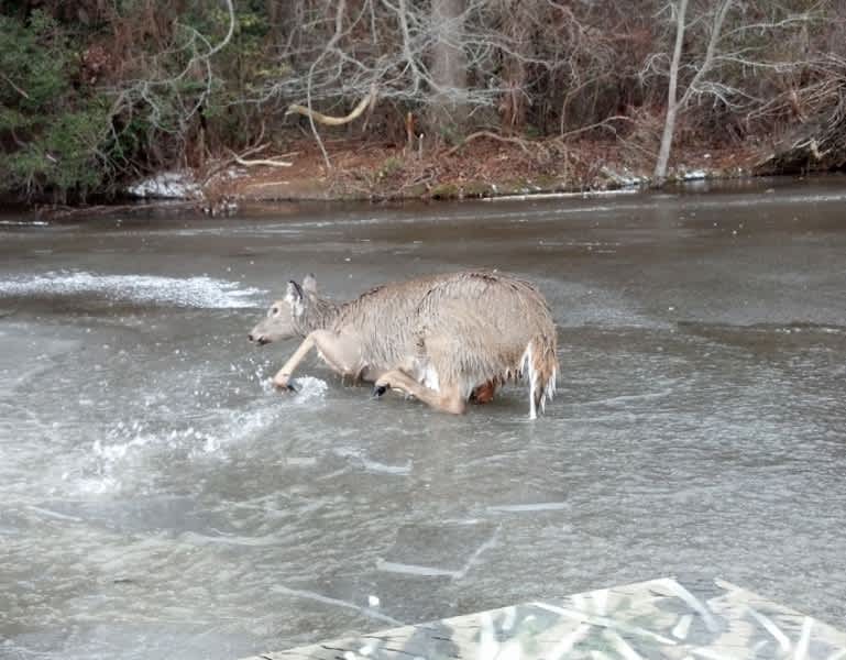 DNREC Officers Rescue Deer That Had Fallen Through Ice in Delaware ...