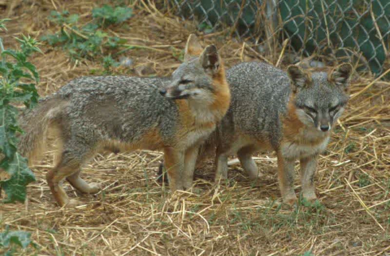 The Fox is Back: California's Tiny Fox Returns from Brink of Extinction ...