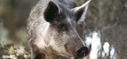 Pennsylvania Commercial Hog Hunting Facilities Will Continue to Operate ...