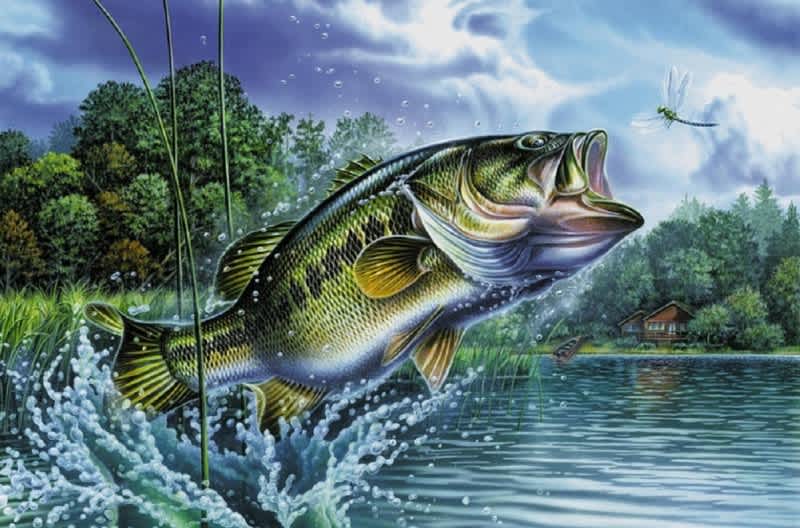 The Origin of the Iconic Bass Art Work | OutdoorHub