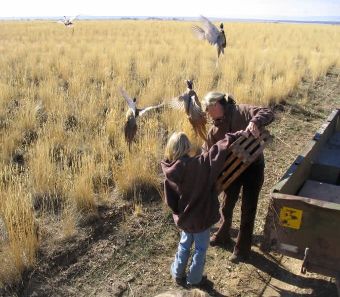 More Than 11,000 Pheasants Will be Released in Utah for 2013 Hunting ...