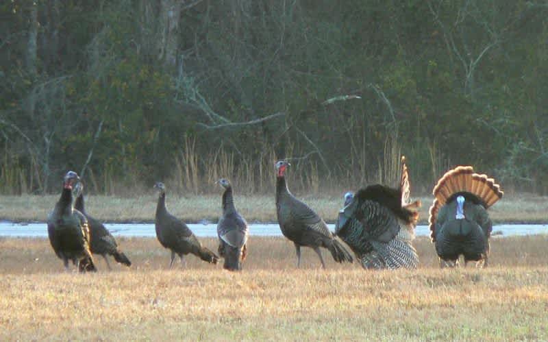 Conservationists Work to Restore Eastern Wild Turkeys in Texas | OutdoorHub