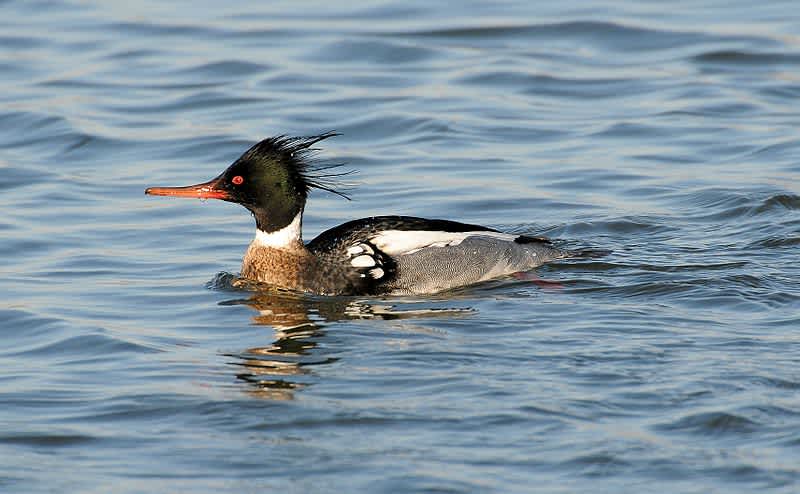 Severe Winter Threatens Great Lakes Ducks, Drives Survivors Inland ...