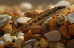 Biologists Survey Ouachita Mountain Streams for Threatened Fish ...