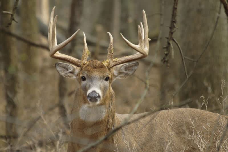 How to Bring in Big Bucks with a Mock Scrape | OutdoorHub