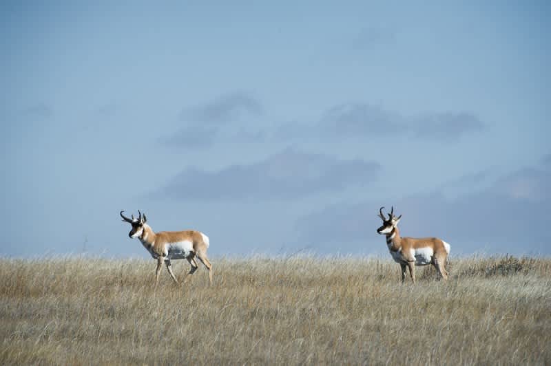 3 Things to Look for to Accurately Field Judge Antelope | OutdoorHub