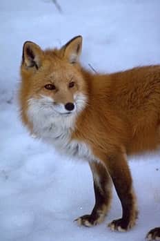Photo: Extremely Rare Red Fox Sighted in Yosemite | OutdoorHub